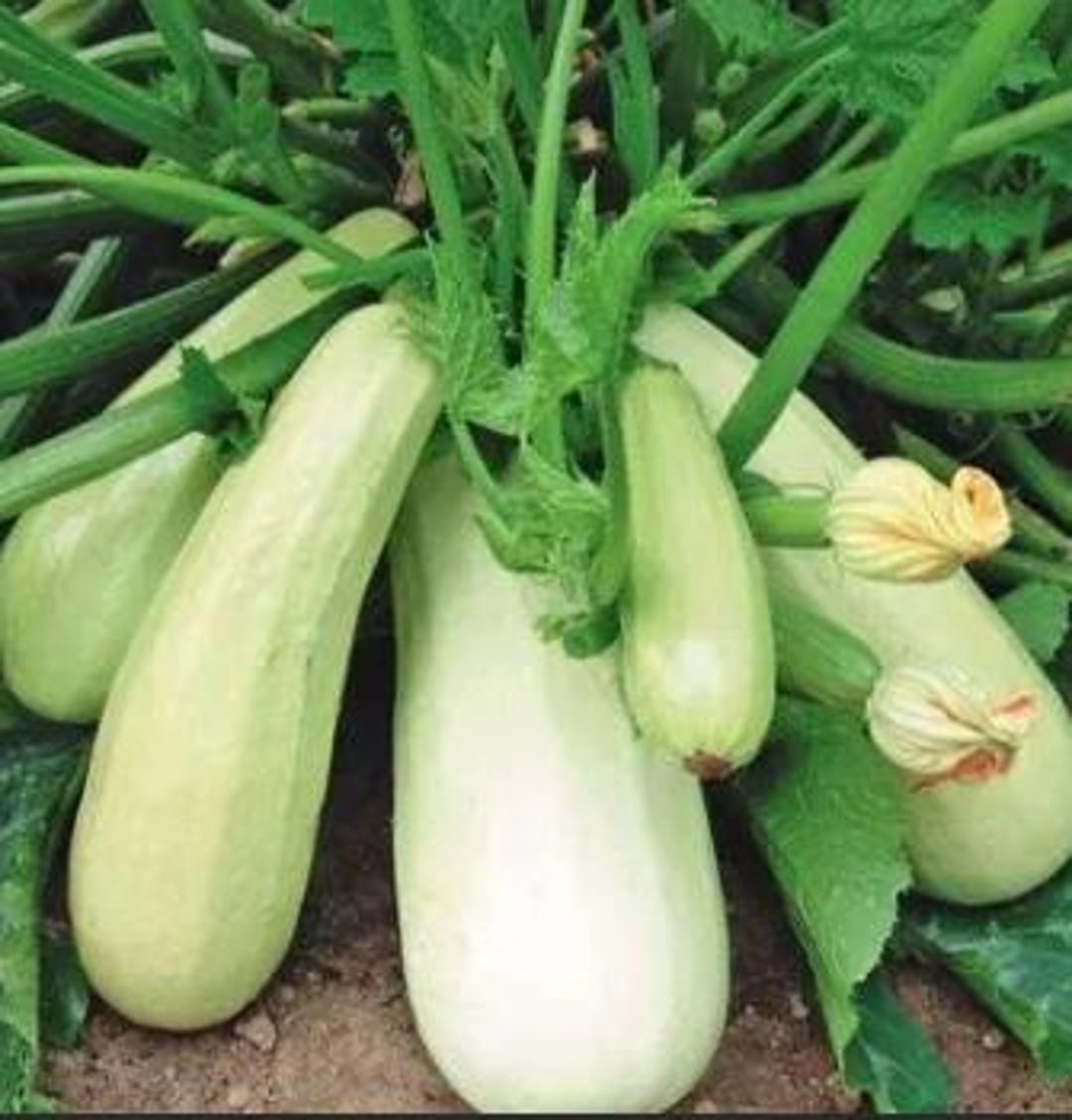 Vegetable Marrow ‘white Bush’ Summer Squash Seeds – Productive Heirloom ...