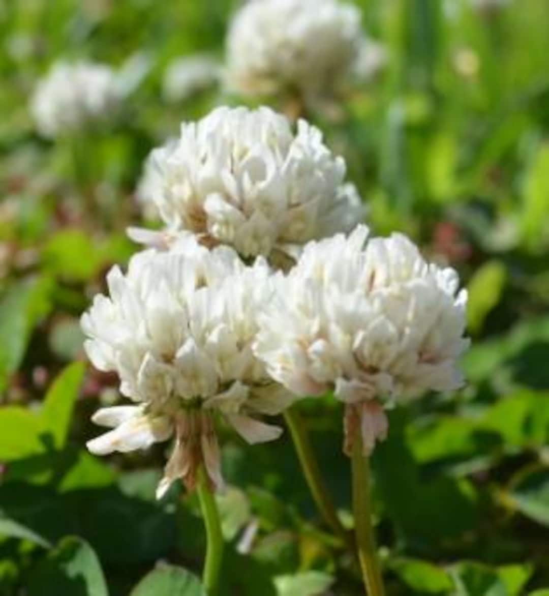 Fascinating White Dutch Clover Seeds Gallery