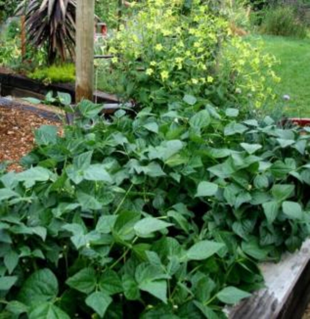 Blue Lake Bush Bean – Compact, High-yield Bean Producing Tender ...