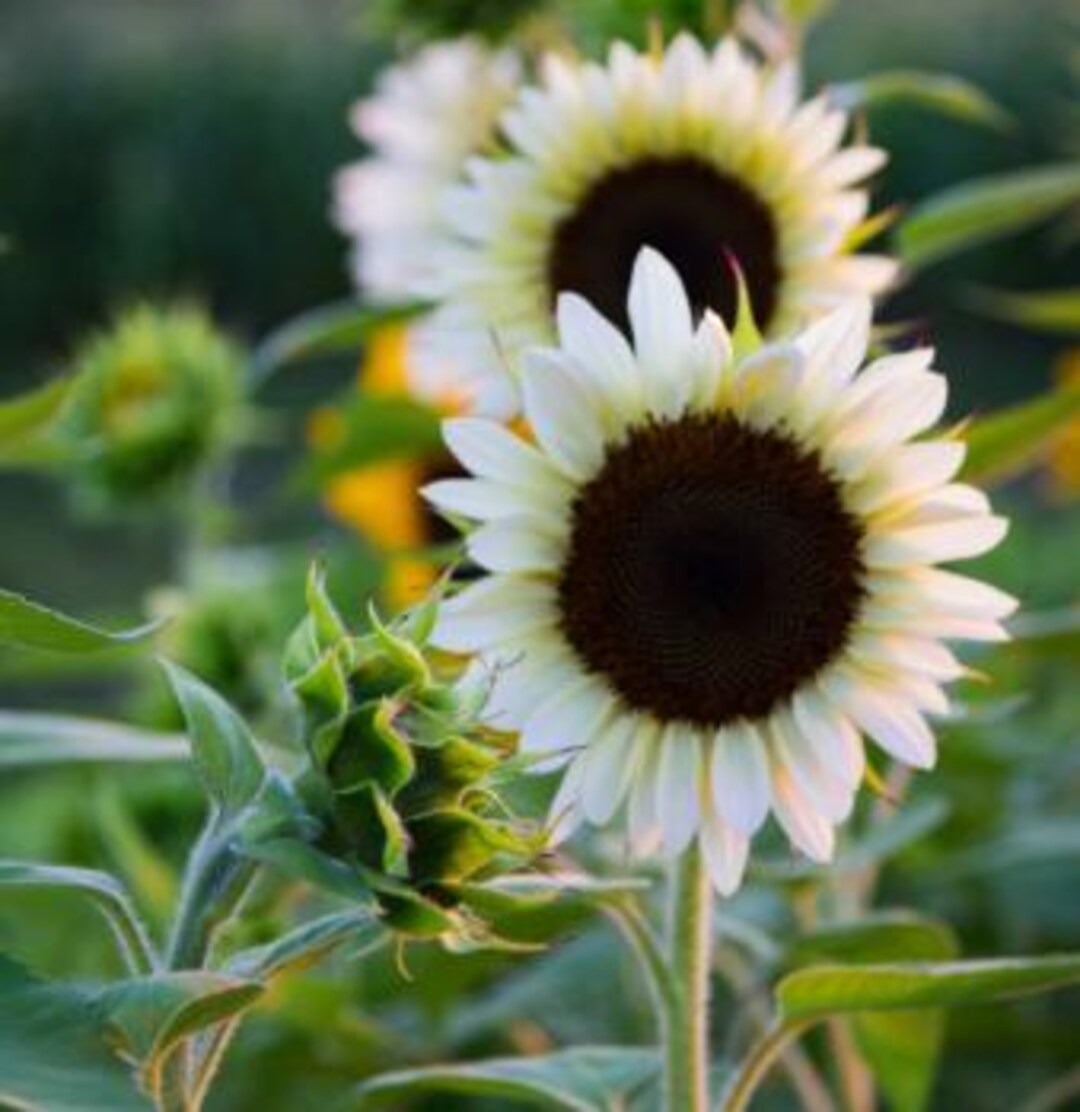 Italian White Sunflower Seeds, Elegant Creamy-white Blooms With Dark ...
