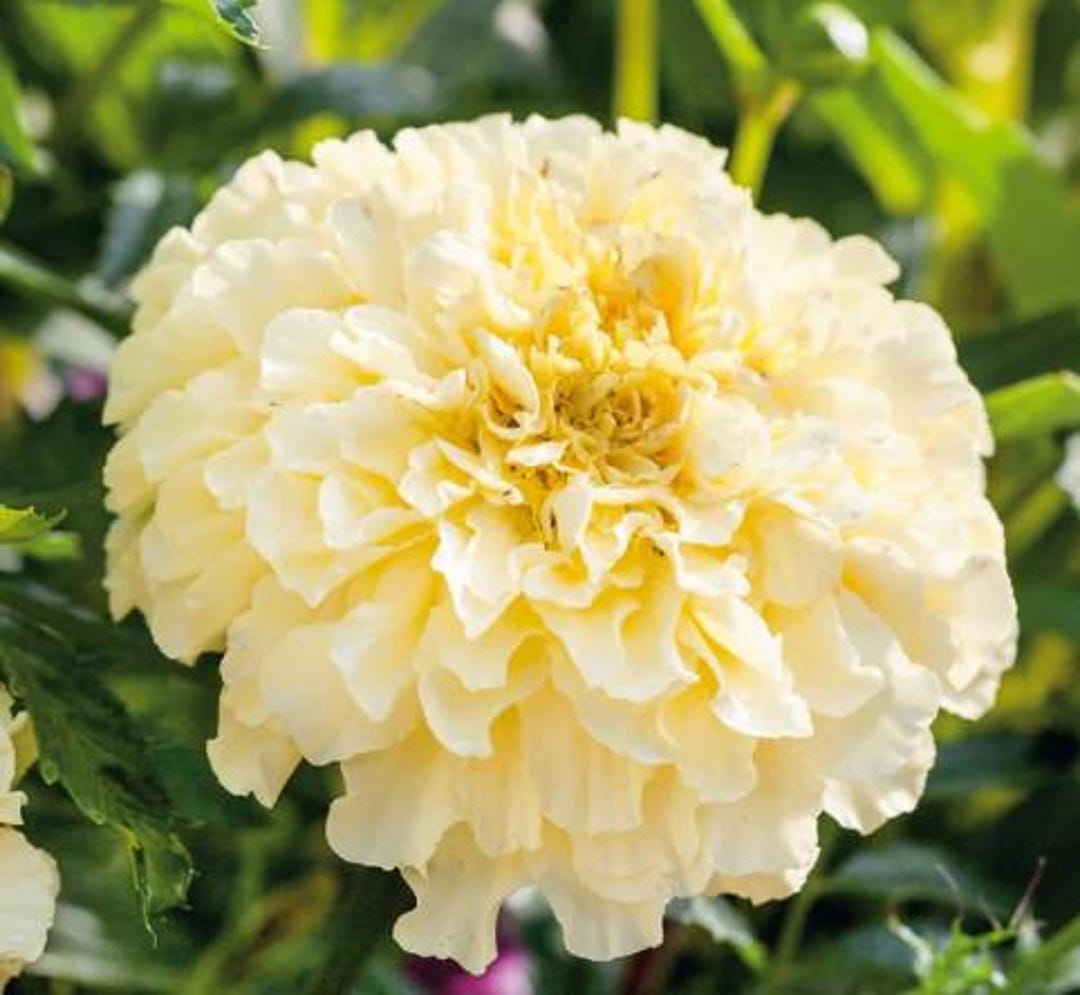 African Marigold Seeds (tagetes Erecta) Large Golden Blooms, Tall ...