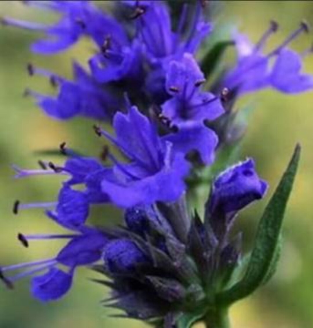 Anise Hyssop ~ Fragrant & Pollinator-friendly! - Etsy