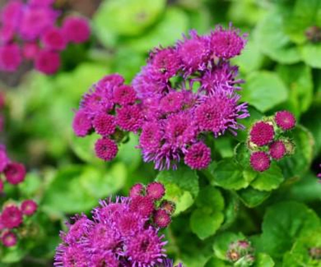 Ageratum ‘red Flint’ Seeds – Rich Red Floss Blooms, Heat Tolerant ...