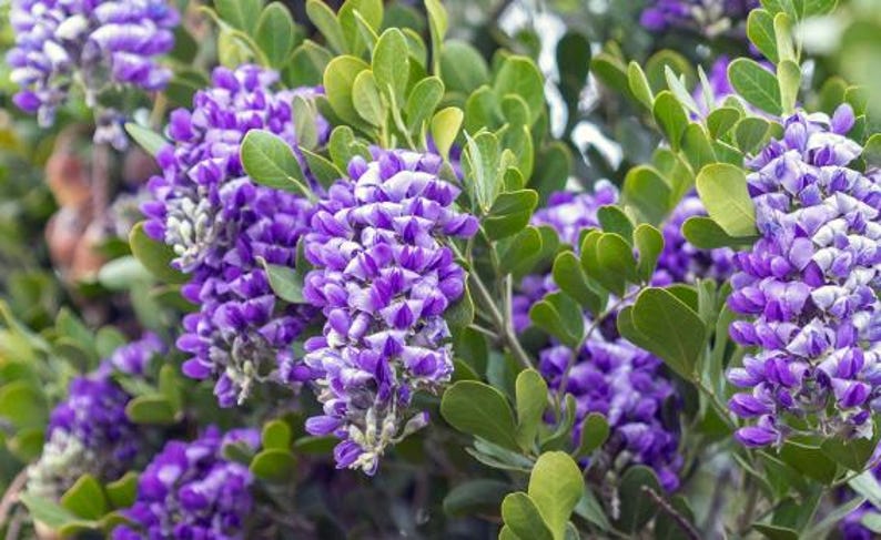 Texas Laurel Tree Seeds (anacacho Orchid Tree) Native With Fragrant ...