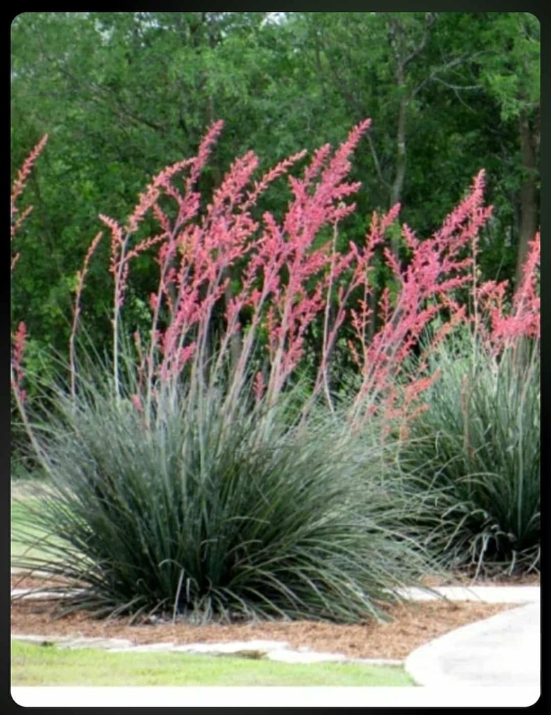 Yucca Seeds – Striking Drought-tolerant Perennial With Architectural ...