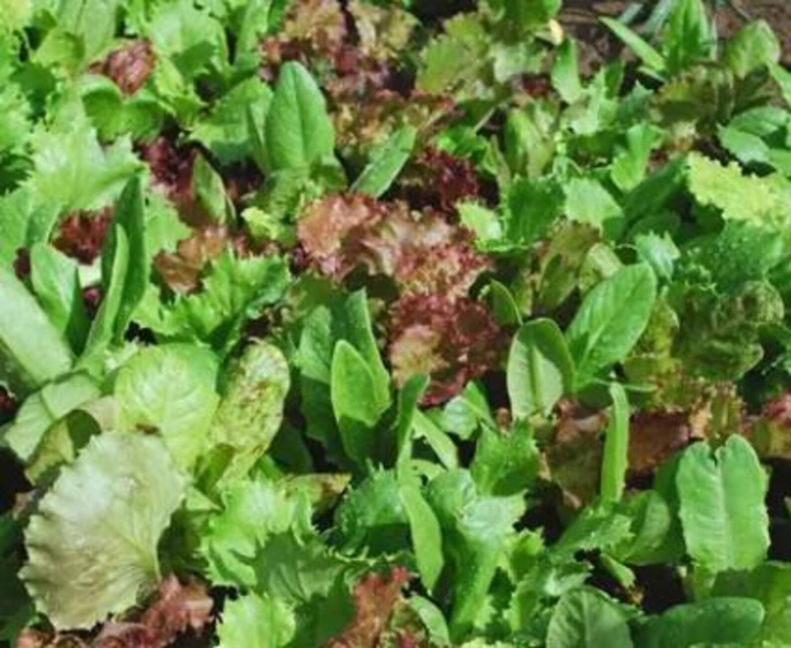 Lettuce Mix Seeds – Assorted Leaf Colors & Textures, Cool-season ...