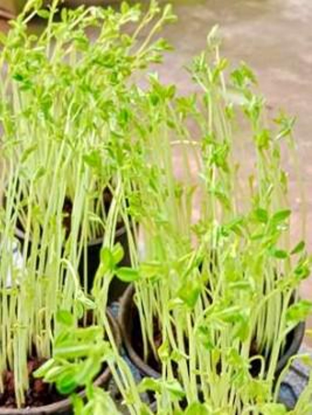 Green Vatana Seeds – Fresh, Flavorful, and Easy to Grow! - Etsy