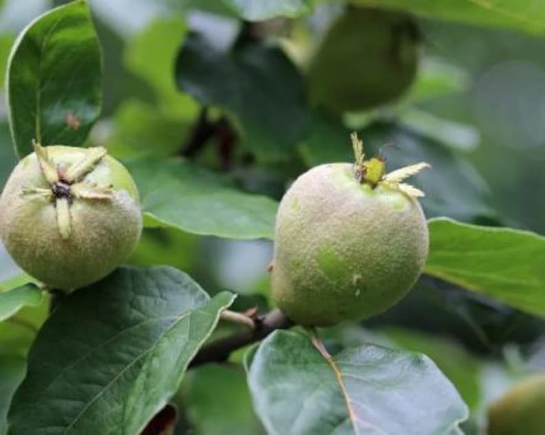 Quince Seeds, Grow Your Own Rare Ancient Fruit !! - Etsy