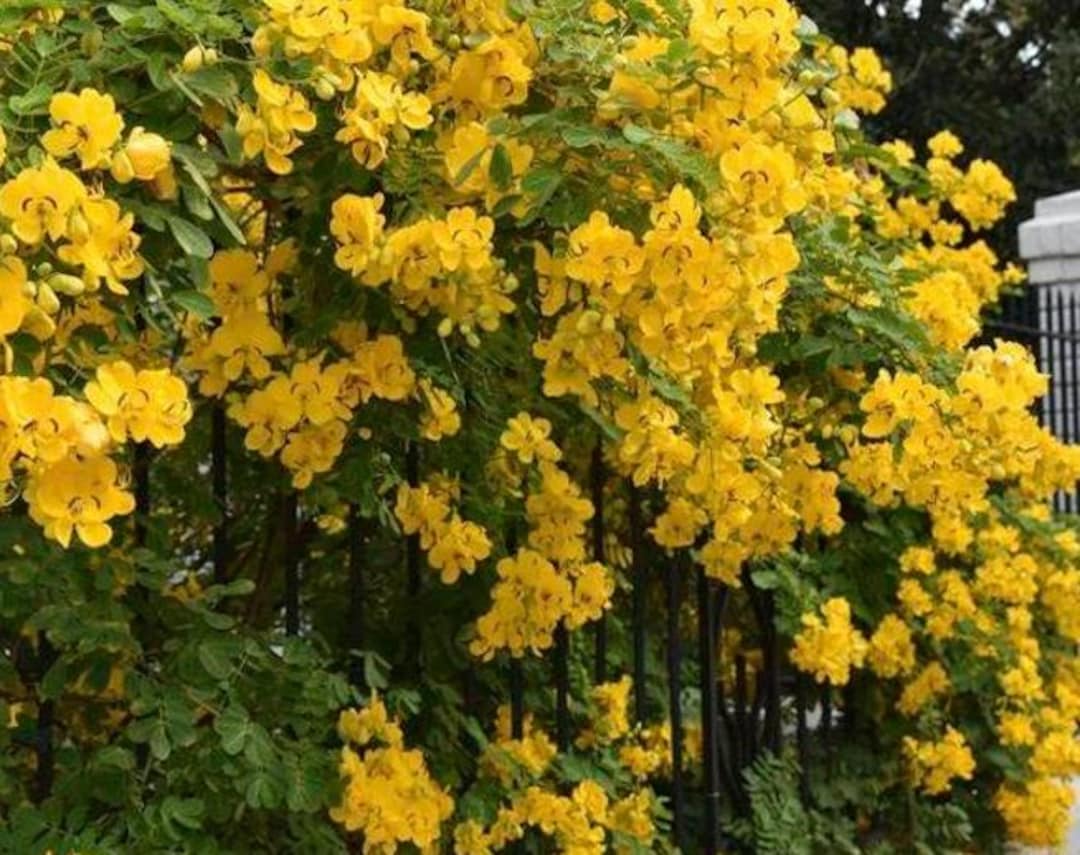 Tecoma Stans (yellow Bells) – Showy Flowering Shrub With Bright Yellow ...