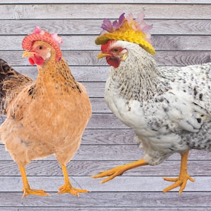 Crochet Pattern, Chicken Bonnet, Crochet for Pets - Etsy