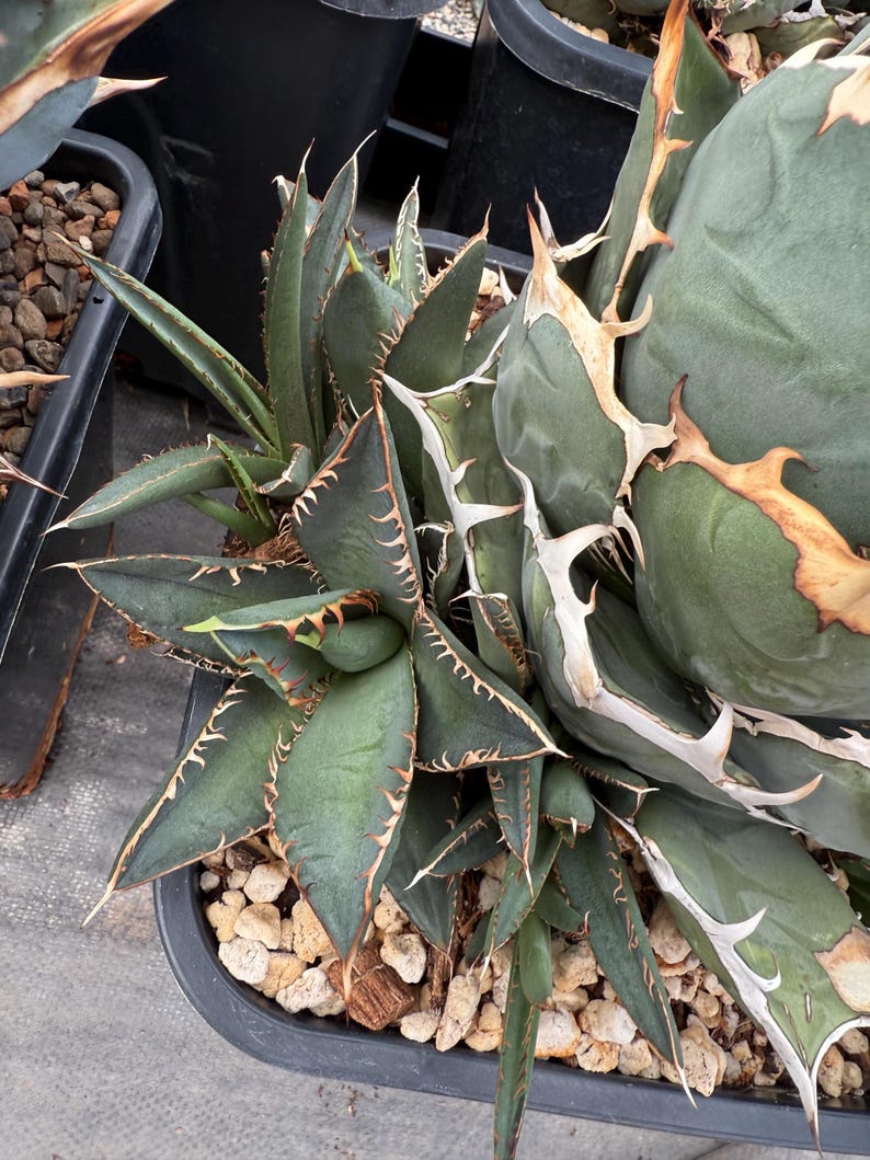 Seed Grown Agave Oteroi/titanota Offset - Etsy
