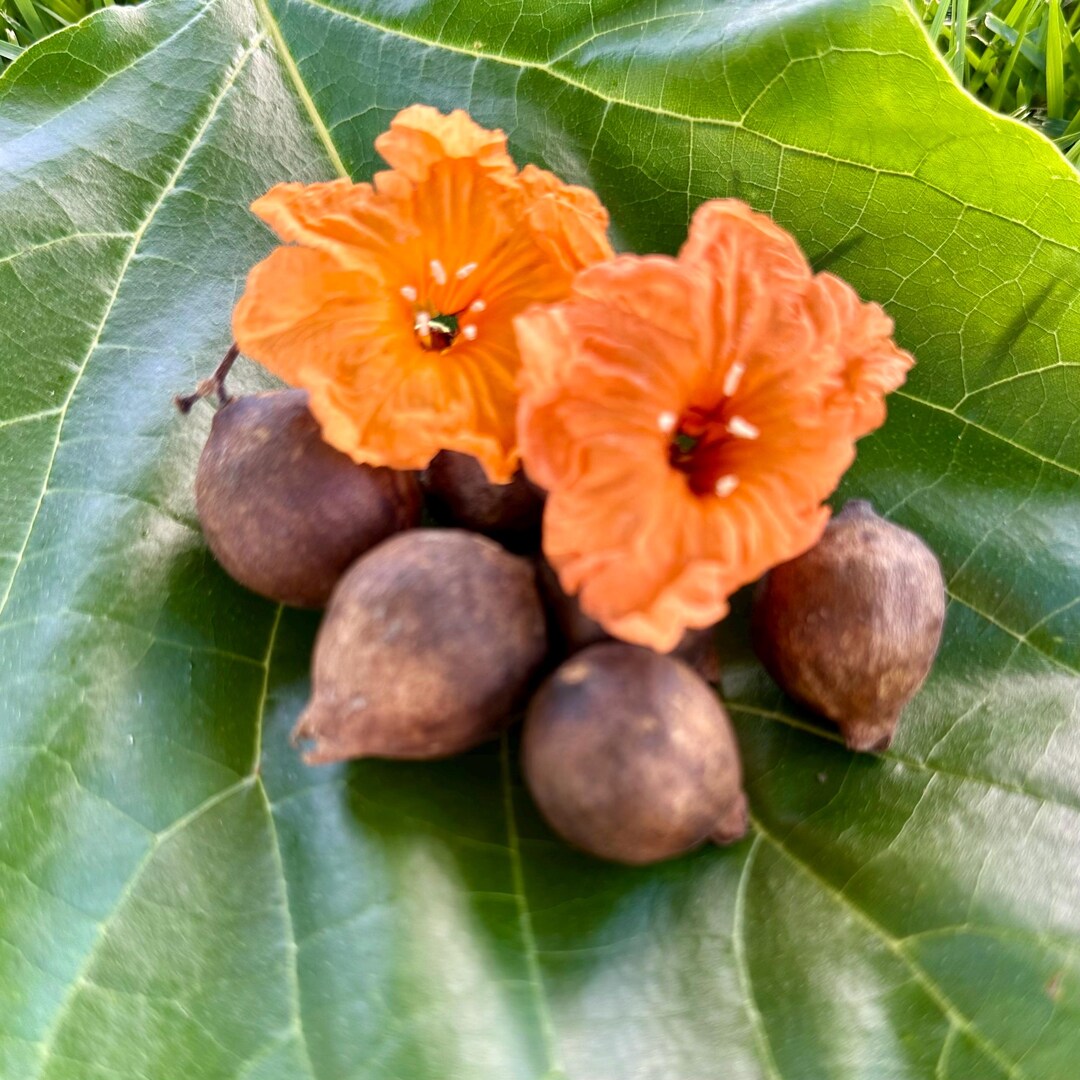 Fresh Geiger Tree Seeds Starter Pack Garden Plant Growing Guide Warm ...