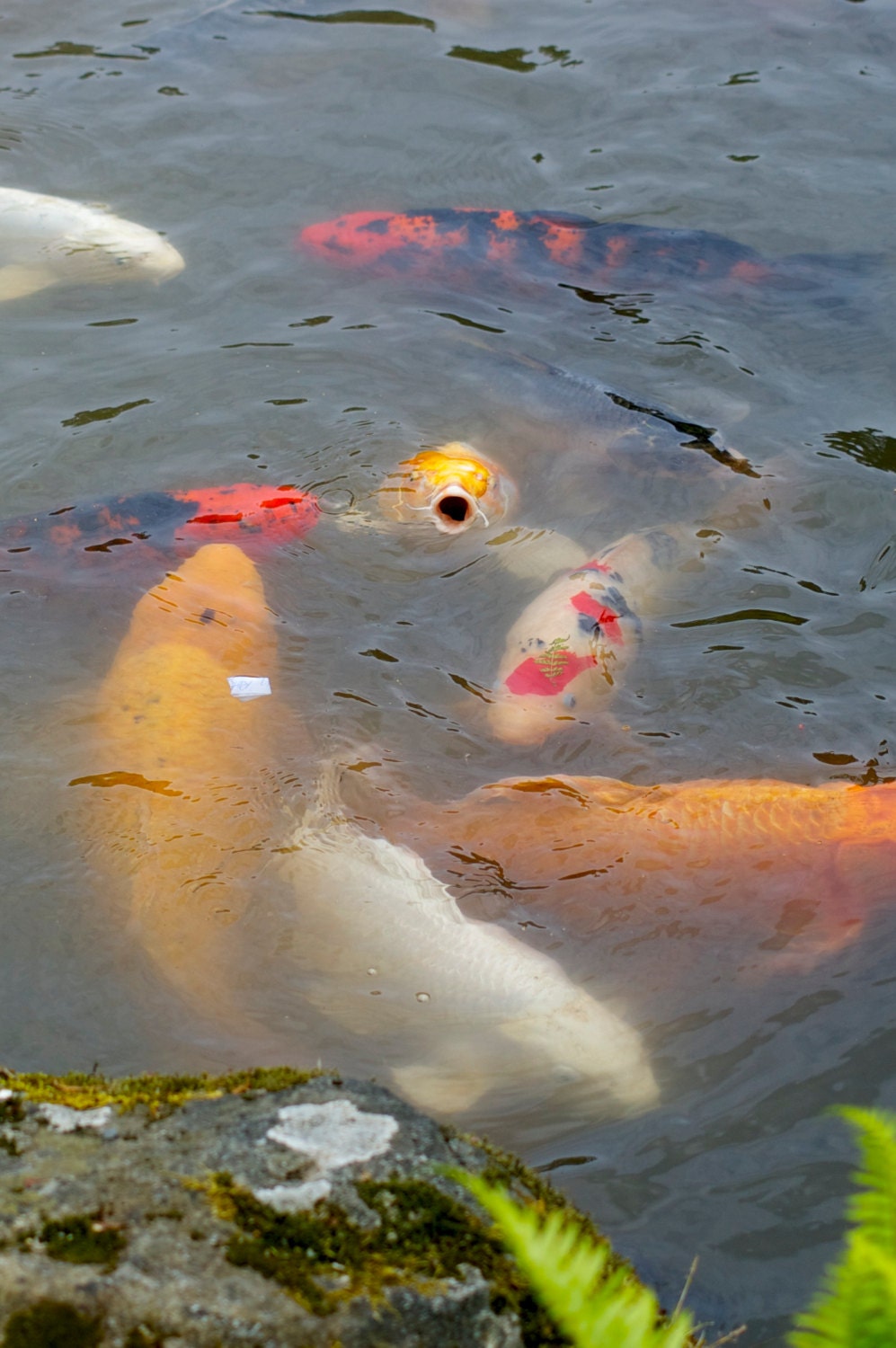 Wall Singing Fish for sale | Only 2 left at -65%