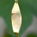 Fingerprint Pea Pod Gold Pendant - Etsy