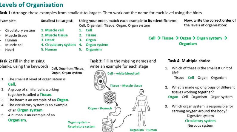 KS3 Cell Biology and Human Body Systems Bundle / Science Worksheets and ...