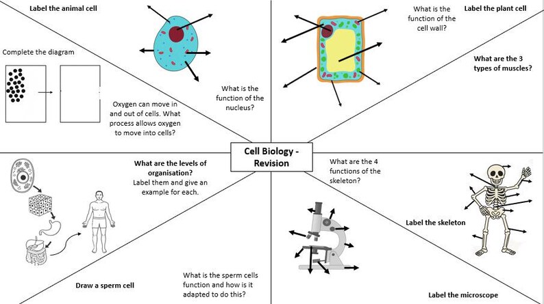 KS3 Cell Biology and Human Body Systems Bundle / Science Worksheets and ...