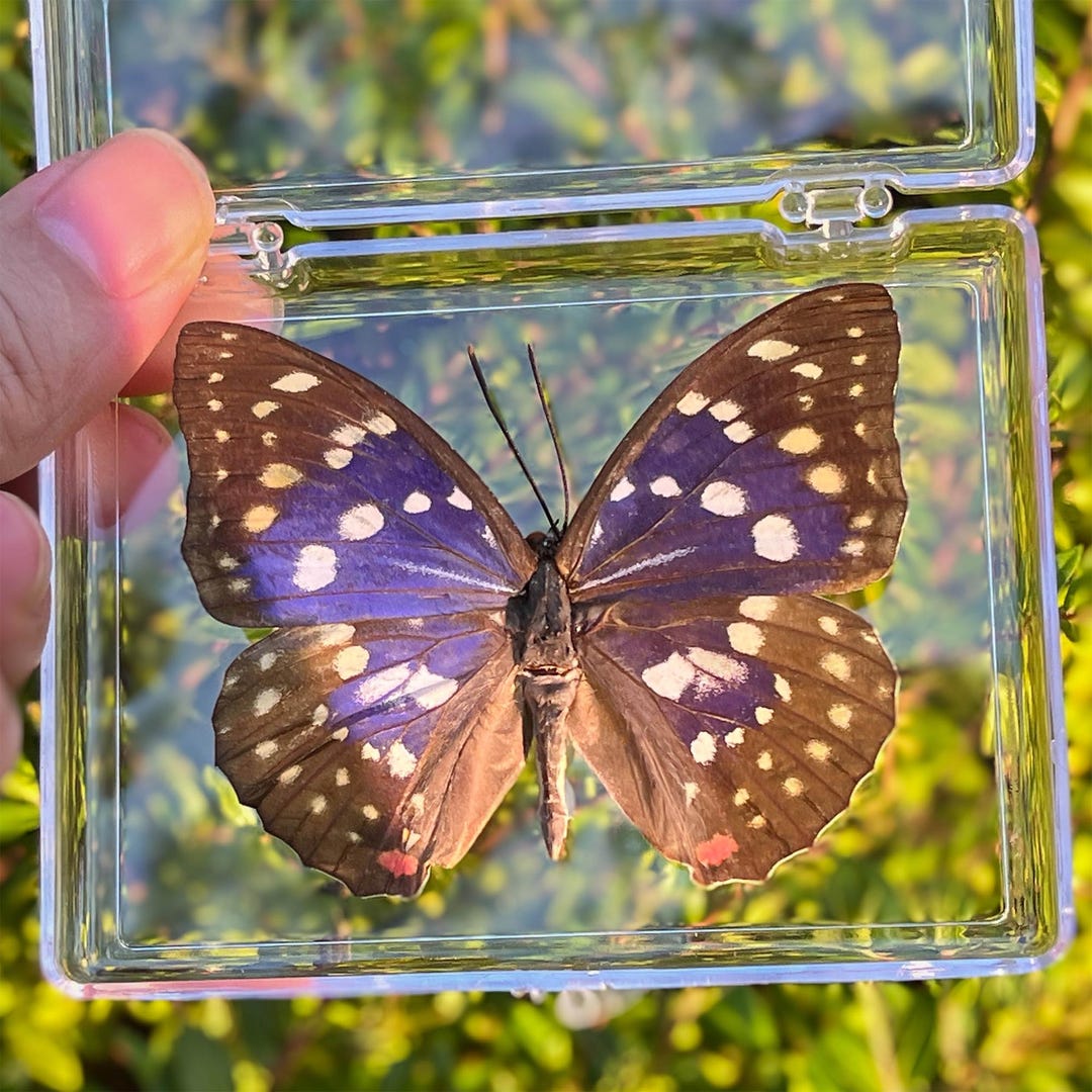 Real Butterfly Specimen,preserved Butterfly, Gift for Nature Lovers ...