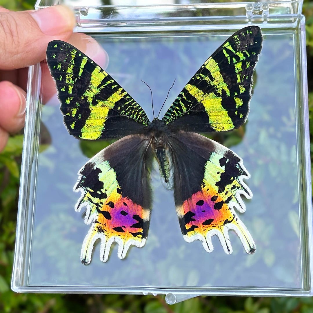 Real Butterfly Specimen,gift for Nature Lovers, Butterfly Wall Decor ...