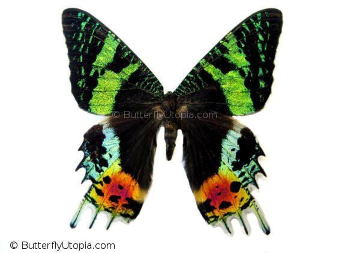 Sunset Moth / Butterfly - Real, Unspread, Wings Closed, Dried Papered ...