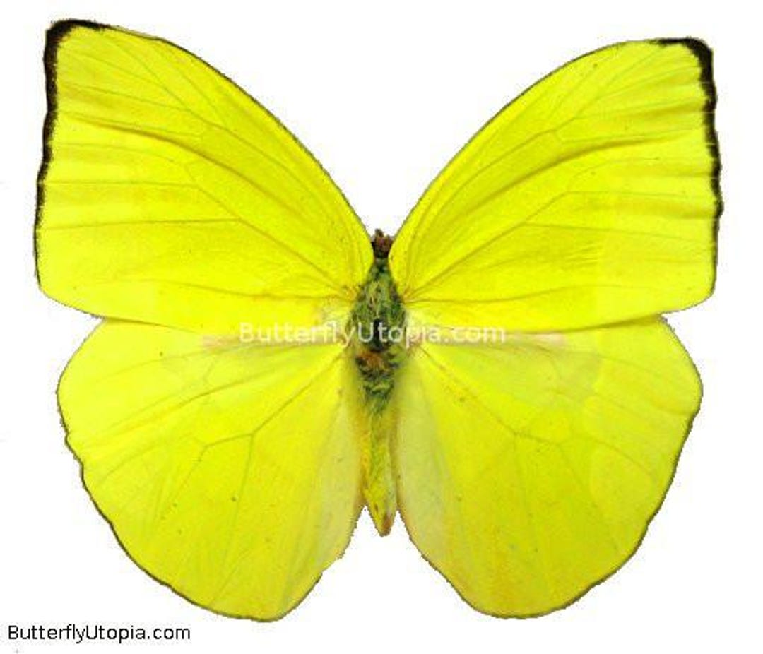 Buttercup Butterfly - Unspread, Wings Closed, Dried Papered - Etsy