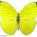 Buttercup Butterfly - Real, Unspread, Wings Closed, Dried Papered - Etsy