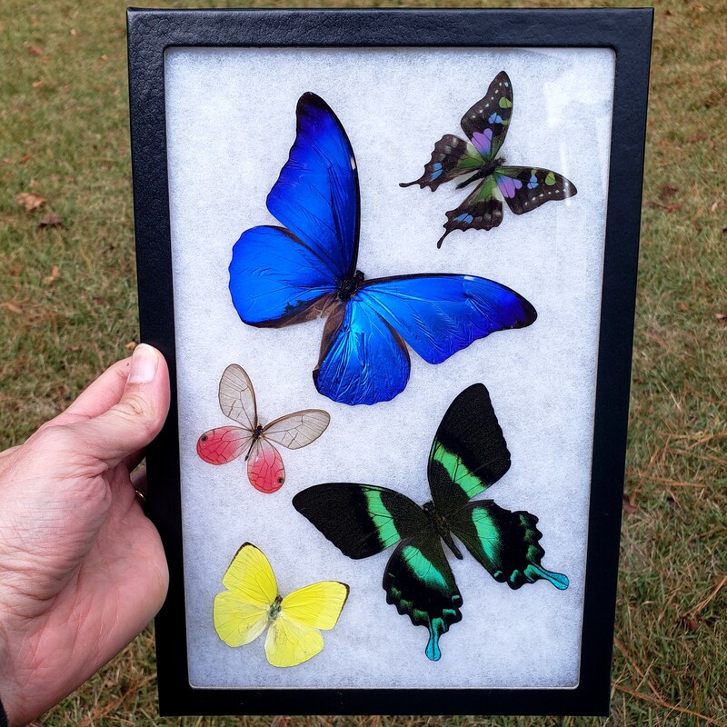 Mounted Butterflies - Etsy