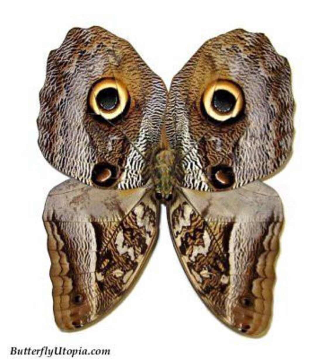 Owl Butterfly - Unspread, Wings Closed, Dried Papered Real Specimen - Etsy