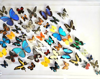 Real Framed Butterfly Display - Etsy