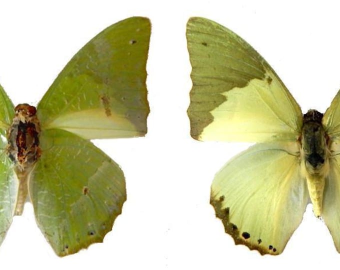Charaxes Eupale African Green Butterfly - Unspread, Wings Closed, Dried ...