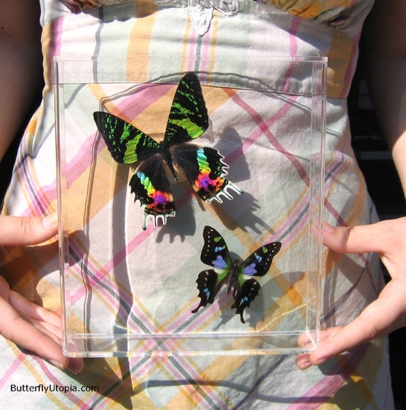 Real Rainbow Butterfly
