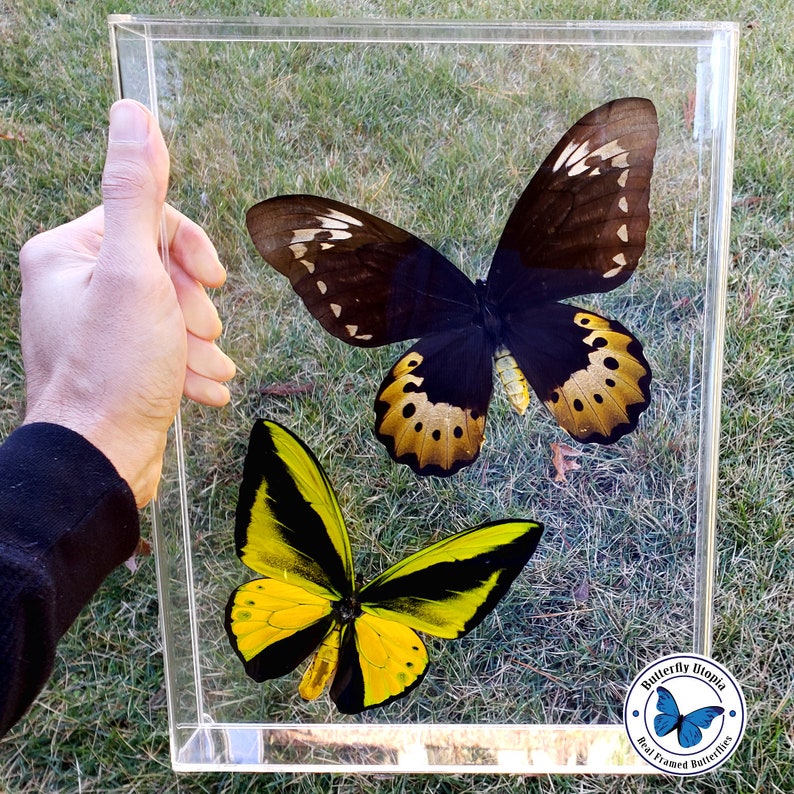 Real Goliath Birdwing Butterflies 10 x 13 x | Etsy