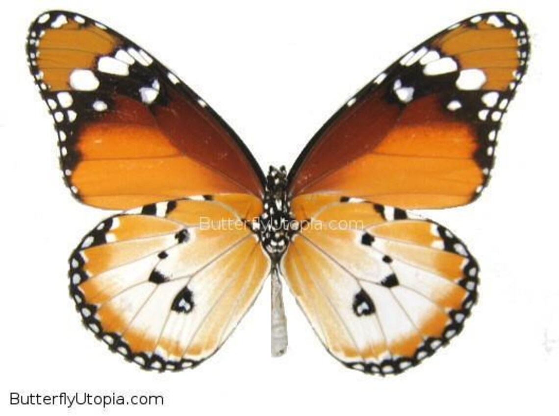 African Monarch Butterfly - Unspread, Wings Closed, Dried Papered - Etsy