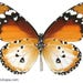 African Monarch Butterfly - Unspread, Wings Closed, Dried Papered - Etsy
