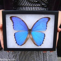 Real Giant Blue Morpho Didius Framed Butterfly Specimen Preserved White ...