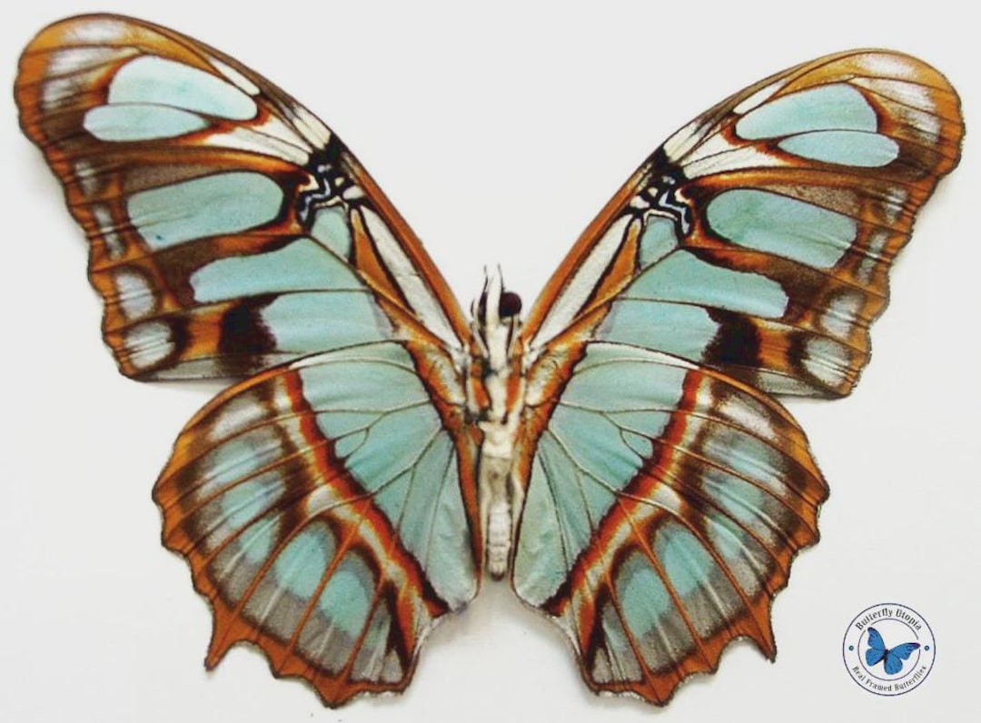 Malachite Butterfly (siproeta Stelenes) Green - Real, Unspread, Wings ...