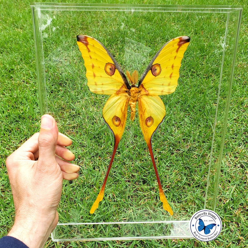 Moth in Frame - Etsy