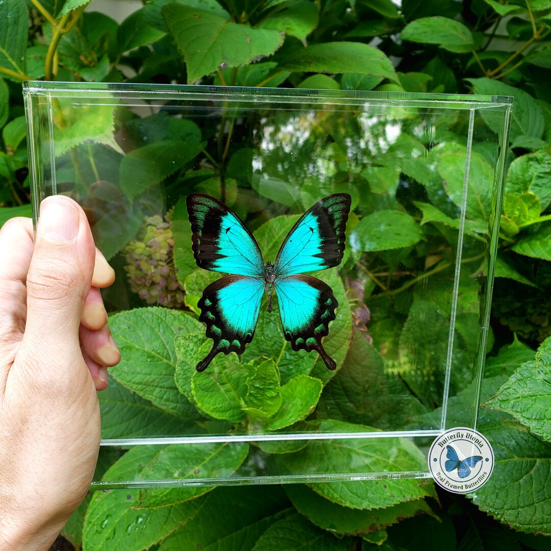 3D Framed Real Radiant Swallowtail Butterfly - 8x7 Acrylic Frame - Etsy
