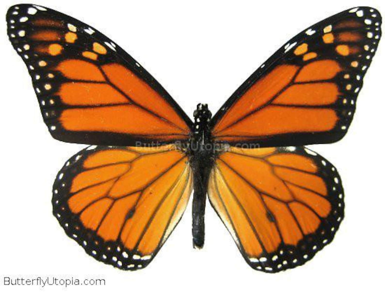 Monarch Butterfly (danaus Plexippus) - Unspread, Wing Closed, Dried ...