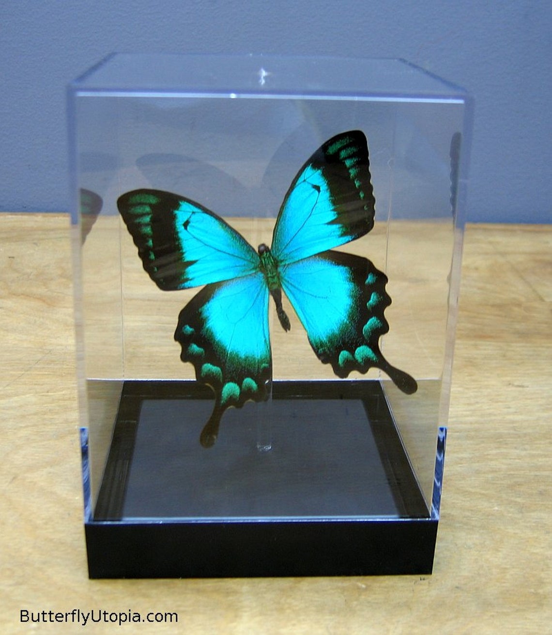 Real 3D Framed Radiant Swallowtail Table Top - Etsy