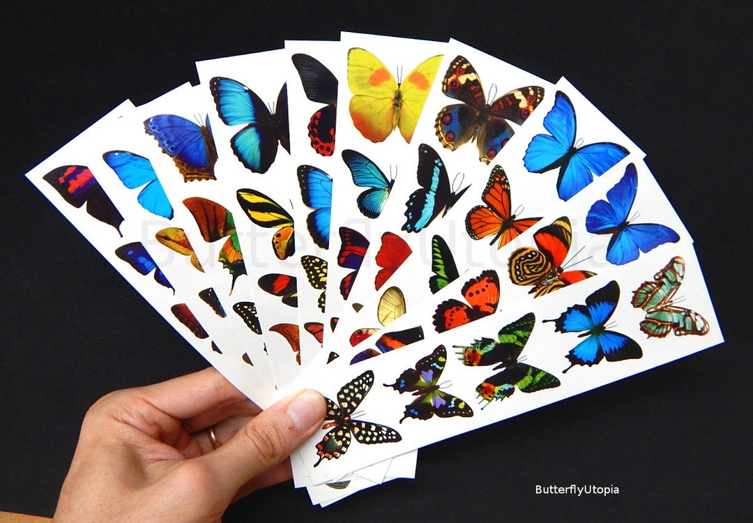 Temporary Butterfly Tattoos - 10 Sheets (free Shipping!) - Etsy