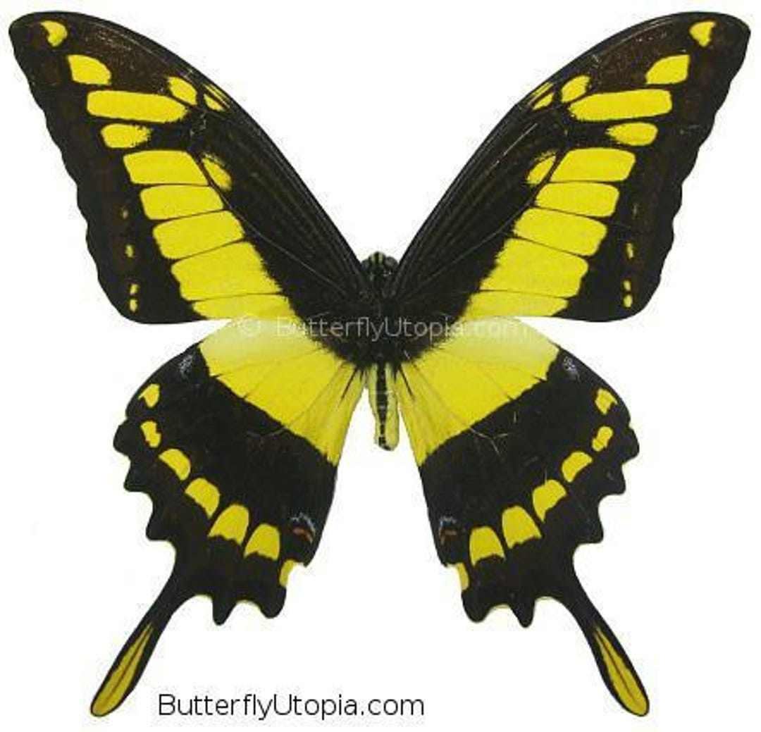 King Swallowtail Butterfly - Unspread, Wings Closed, Dried Papered - Etsy