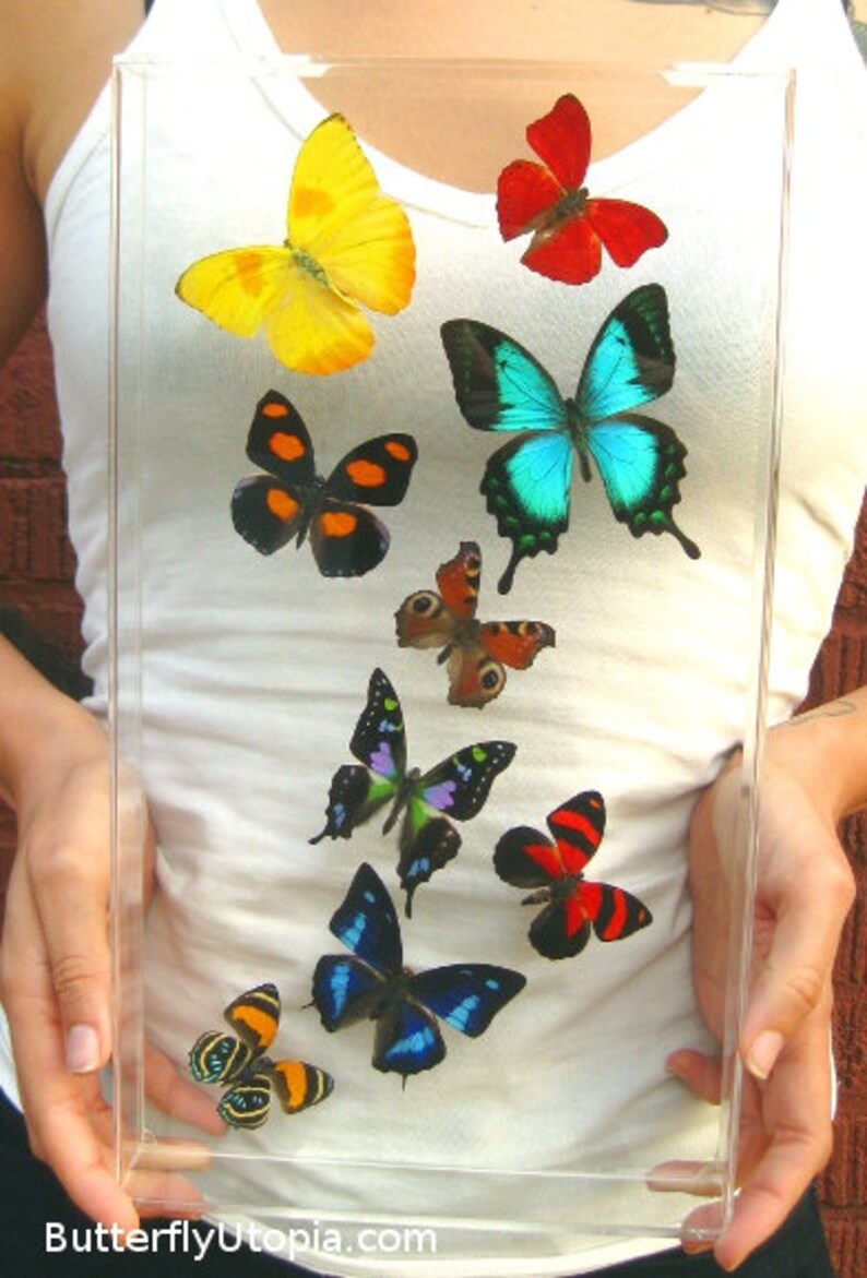 Harmony 9 Real Butterflies 8x14 3D Acrylic Frame - Etsy