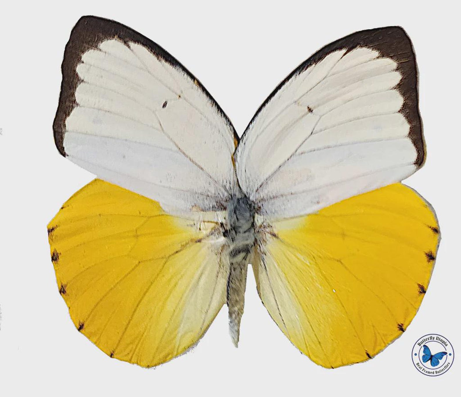 Catopsilia Scylla Yellow White Butterfly - Unspread, Wings Closed ...
