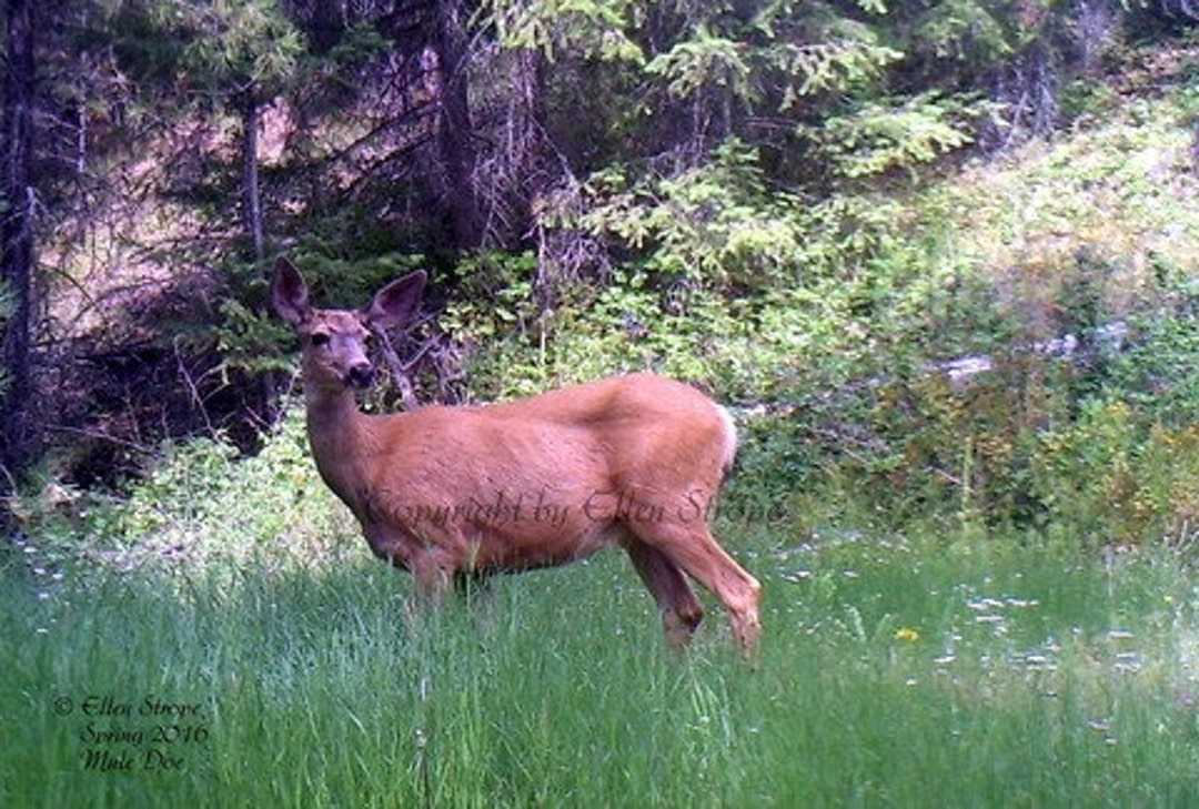 Mule Deer Doe, Mule Deer Decor, Doe Decor, Bland Cards, Note Cards ...