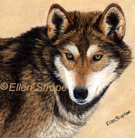 Brown Alpha Female Wolf