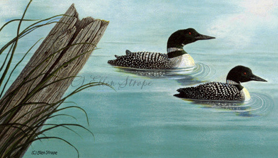 GICLEE Print Common Loons Loon Decor Bird Decor Birds - Etsy