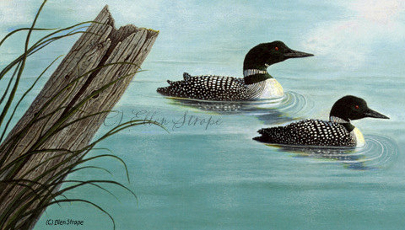 GICLEE Print Common Loons Loon Decor Bird Decor Birds - Etsy