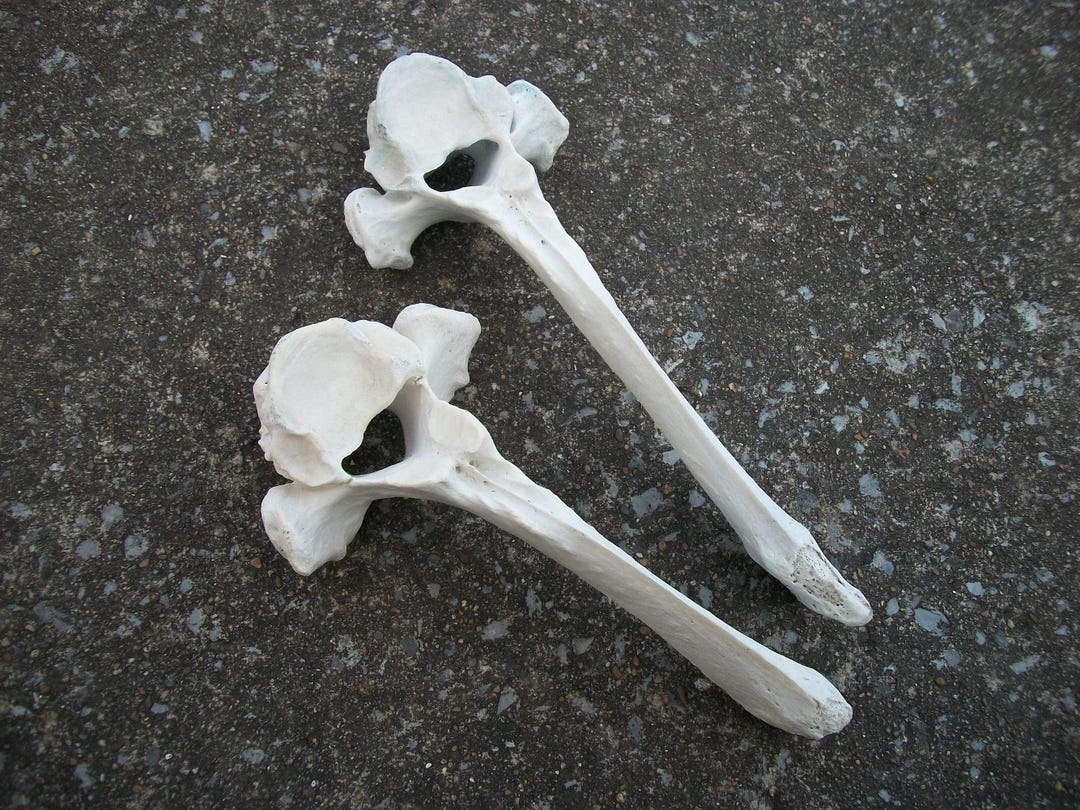 Large Cow Thoracic Vertebrae — lot of 2 Real Bones - Etsy