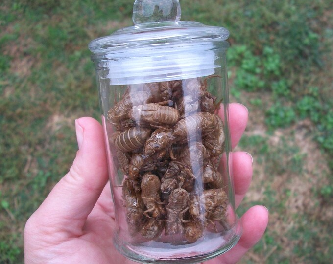 40 Cicada Exoskeletons in Glass Jar Brood XIX - Etsy