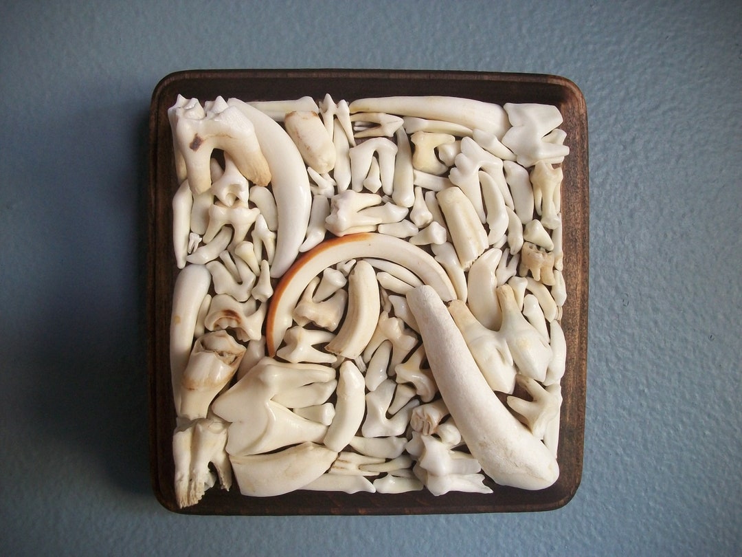 Dental Plaque Real Animal Teeth Wall Art - Etsy